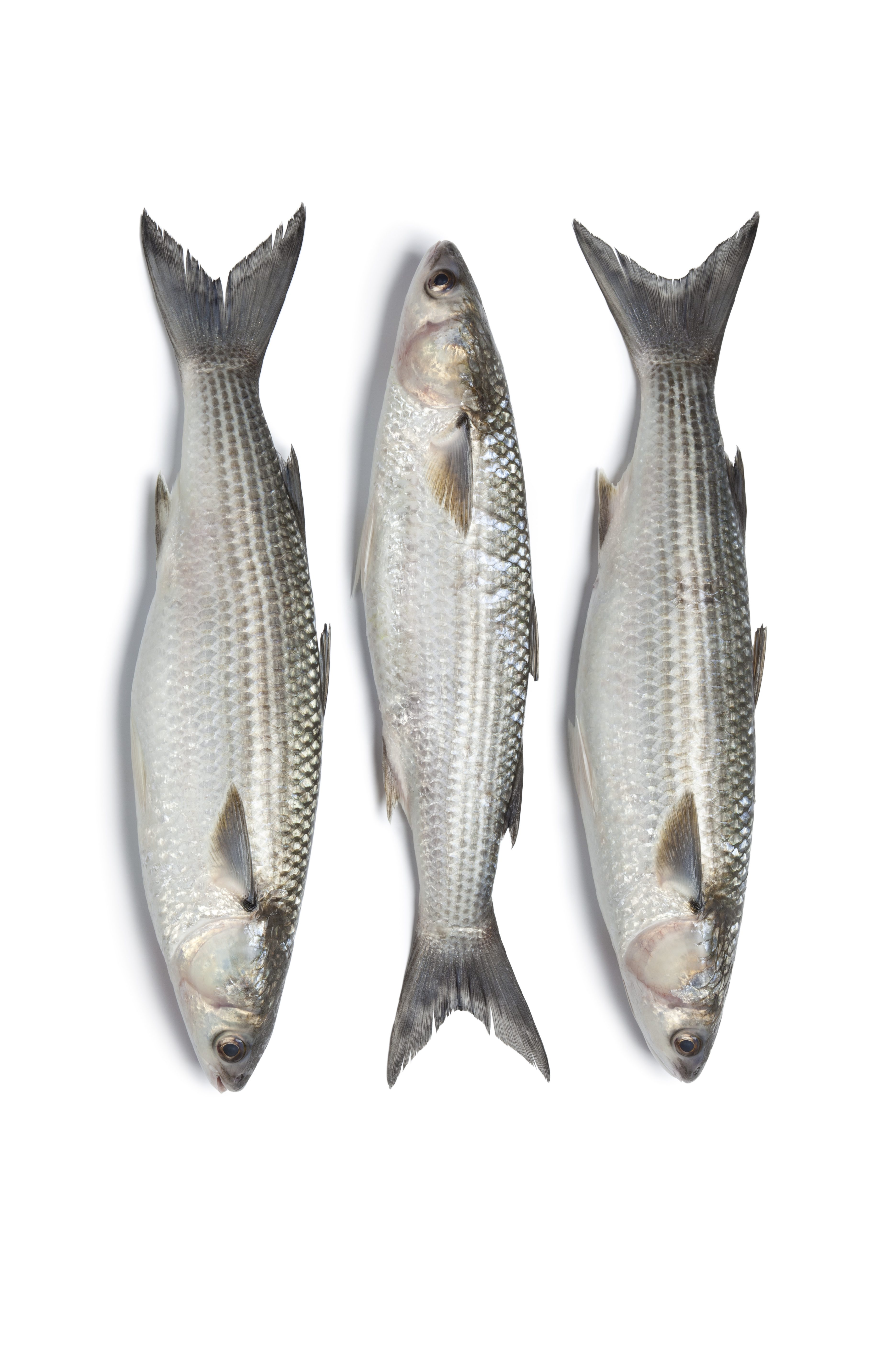 PELAGIC FISH - EXCELLENCE FISH